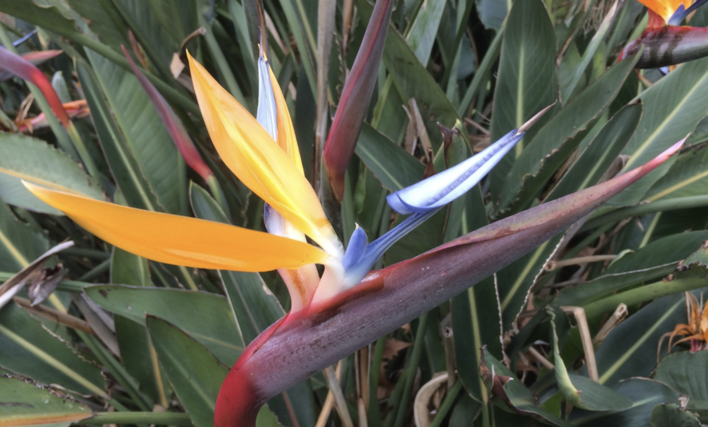 Strelitzia